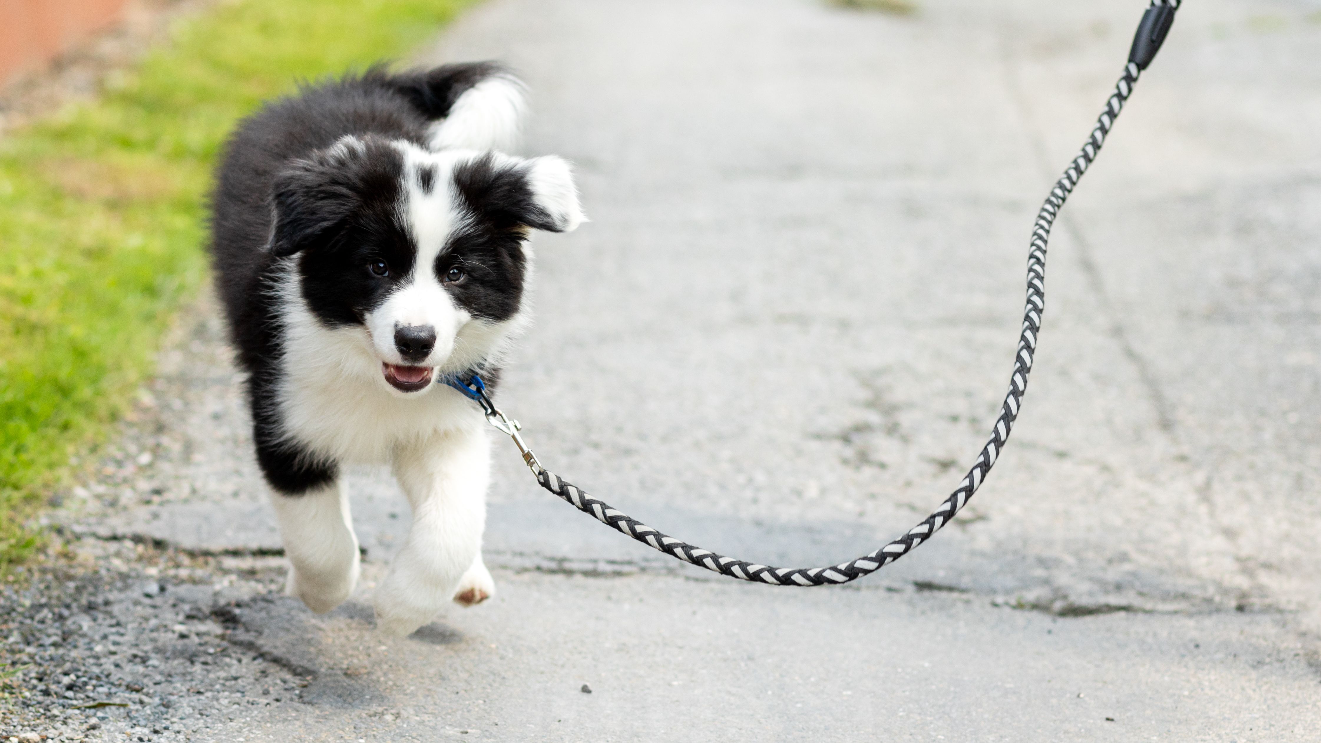 Socialising Your Puppy | Animal Trust Vets