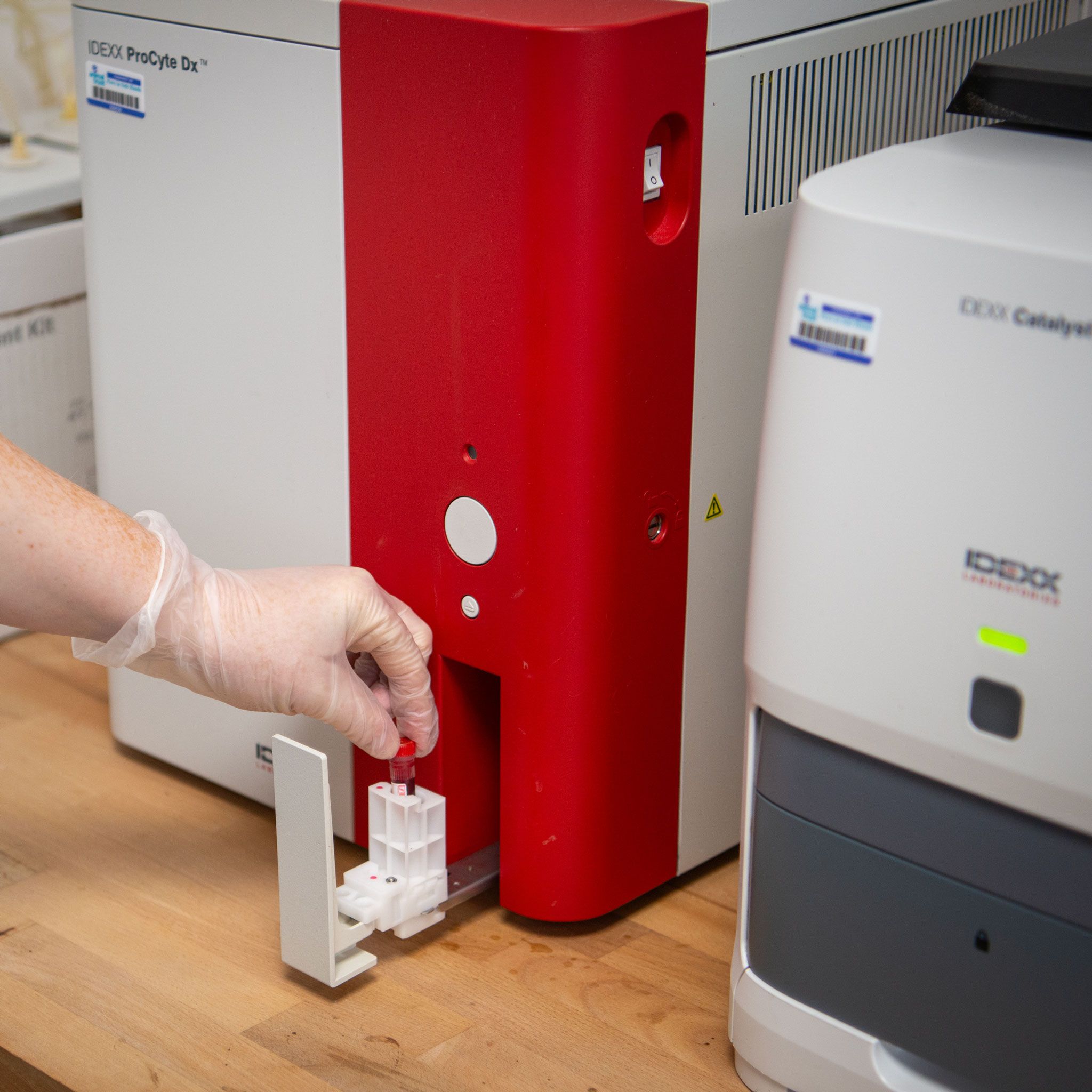 Pet Blood Tests | Animal Trust Vets