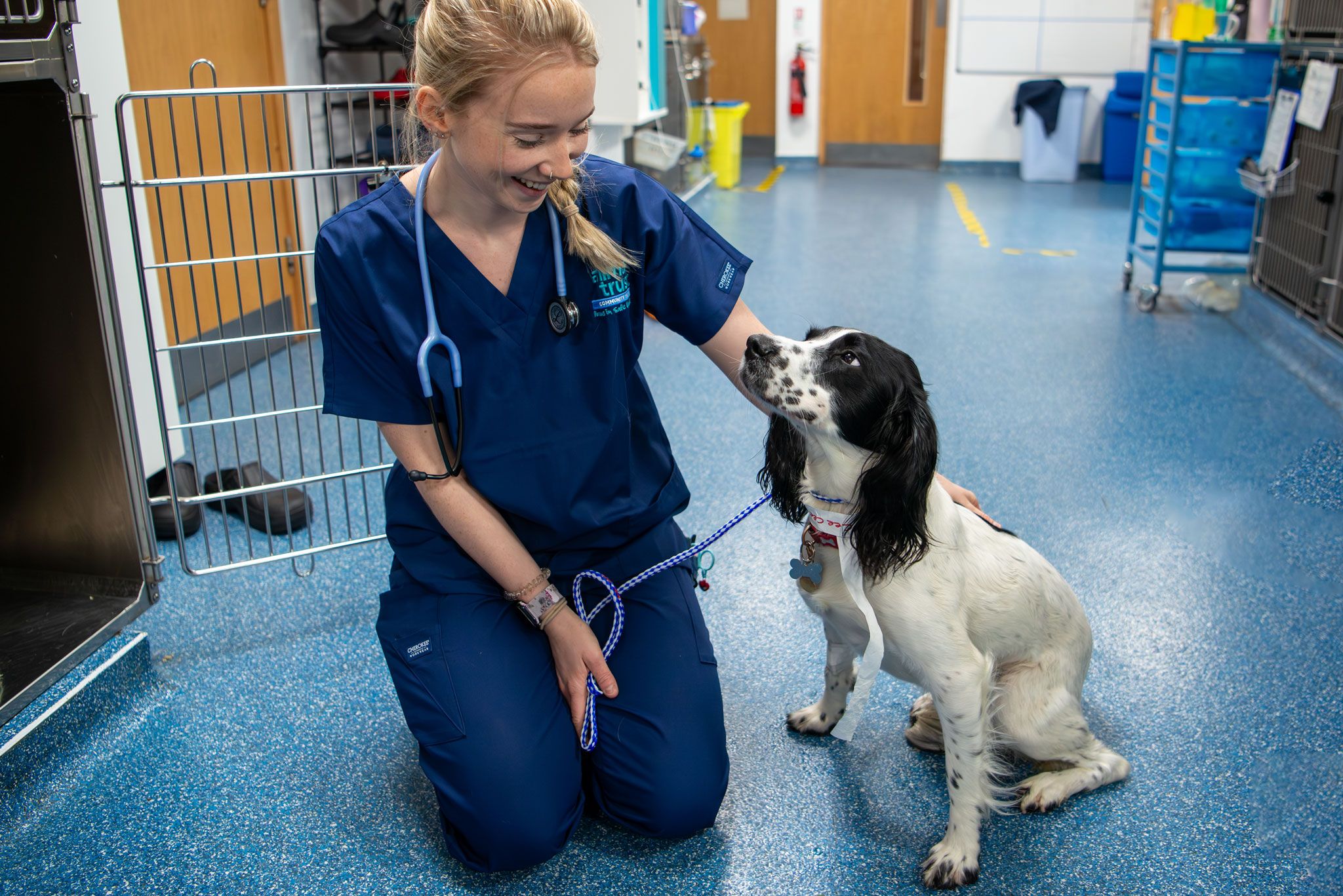 Should I Neuter My Dog? | Animal Trust Vets