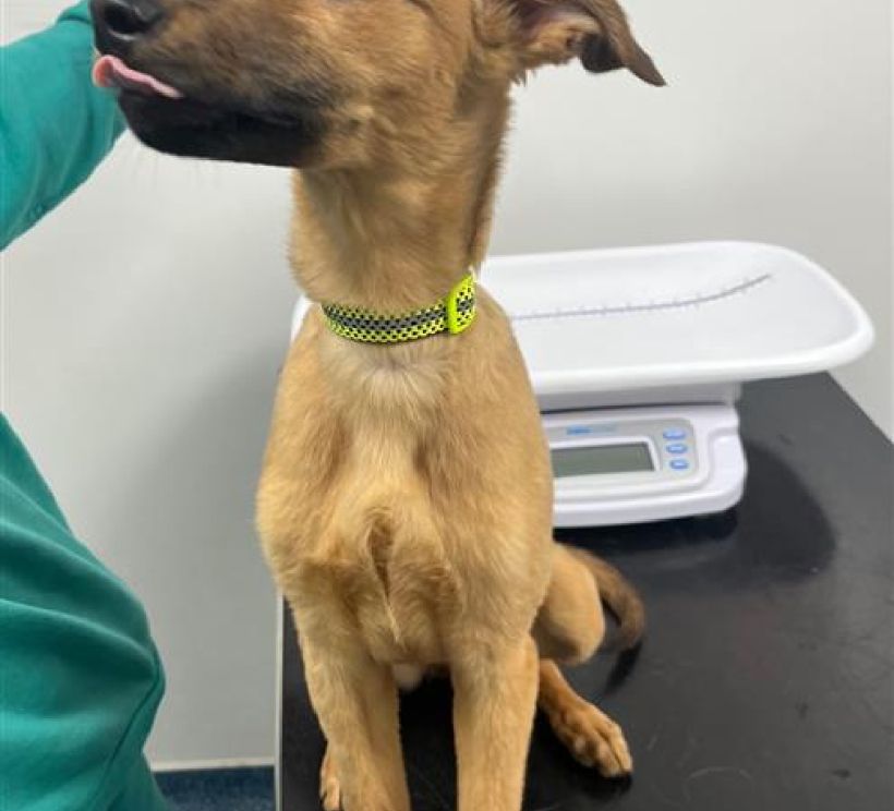 Pet Endoscopy: A Minimally Invasive Diagnostic Procedure