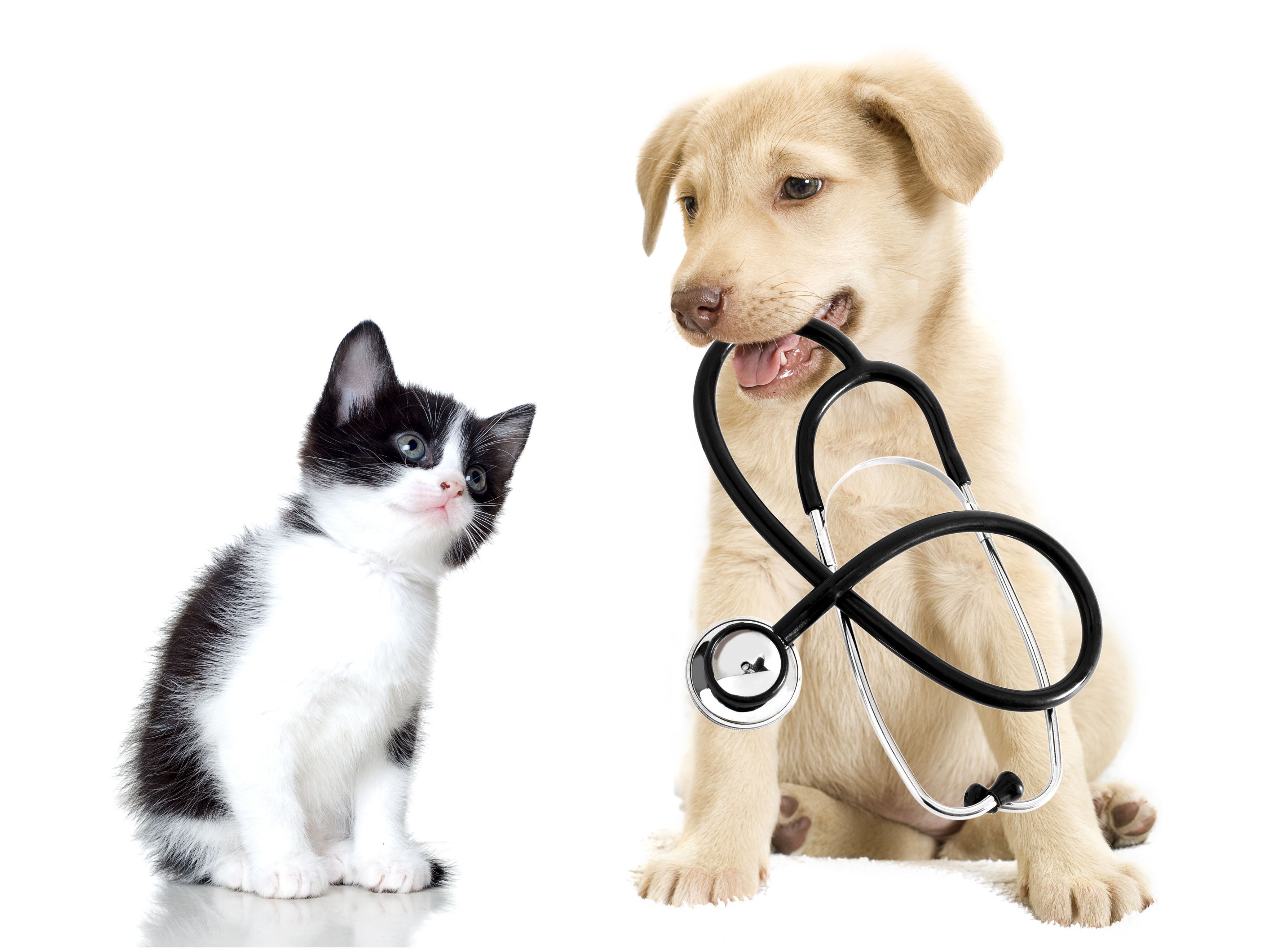 Affordable Pet Health Plan with Essential Care Benefits