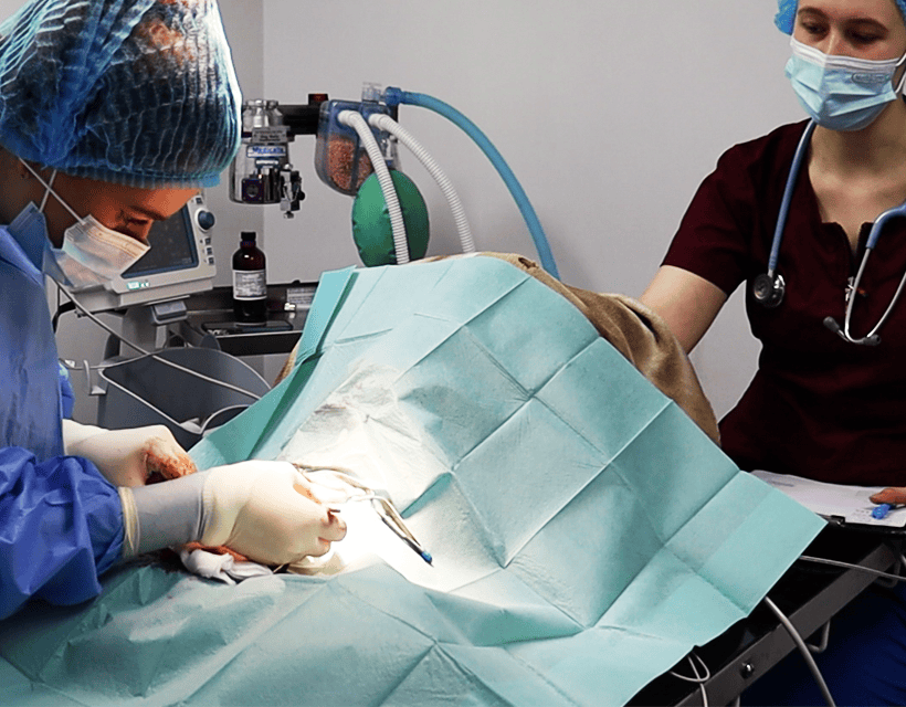 Arthroscopy | Animal Trust Vets