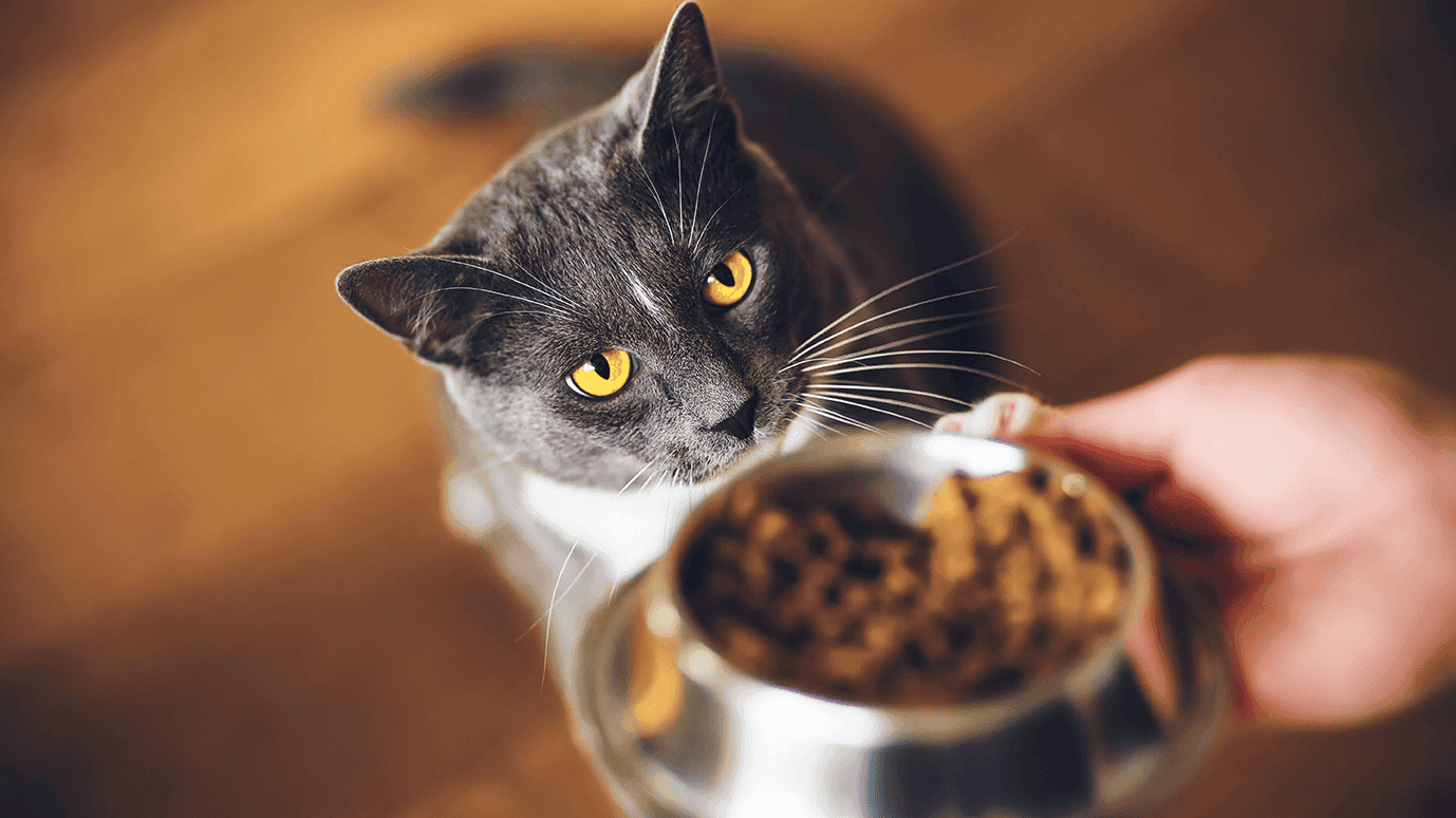 What food can my cat eat? | Animal Trust Vets
