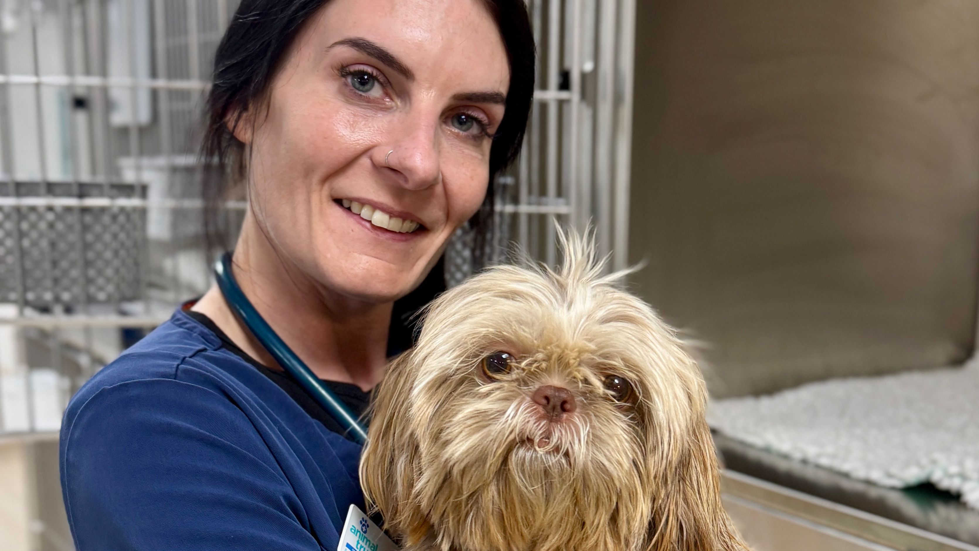 Hugo the Shih Tzu's grass seed drama